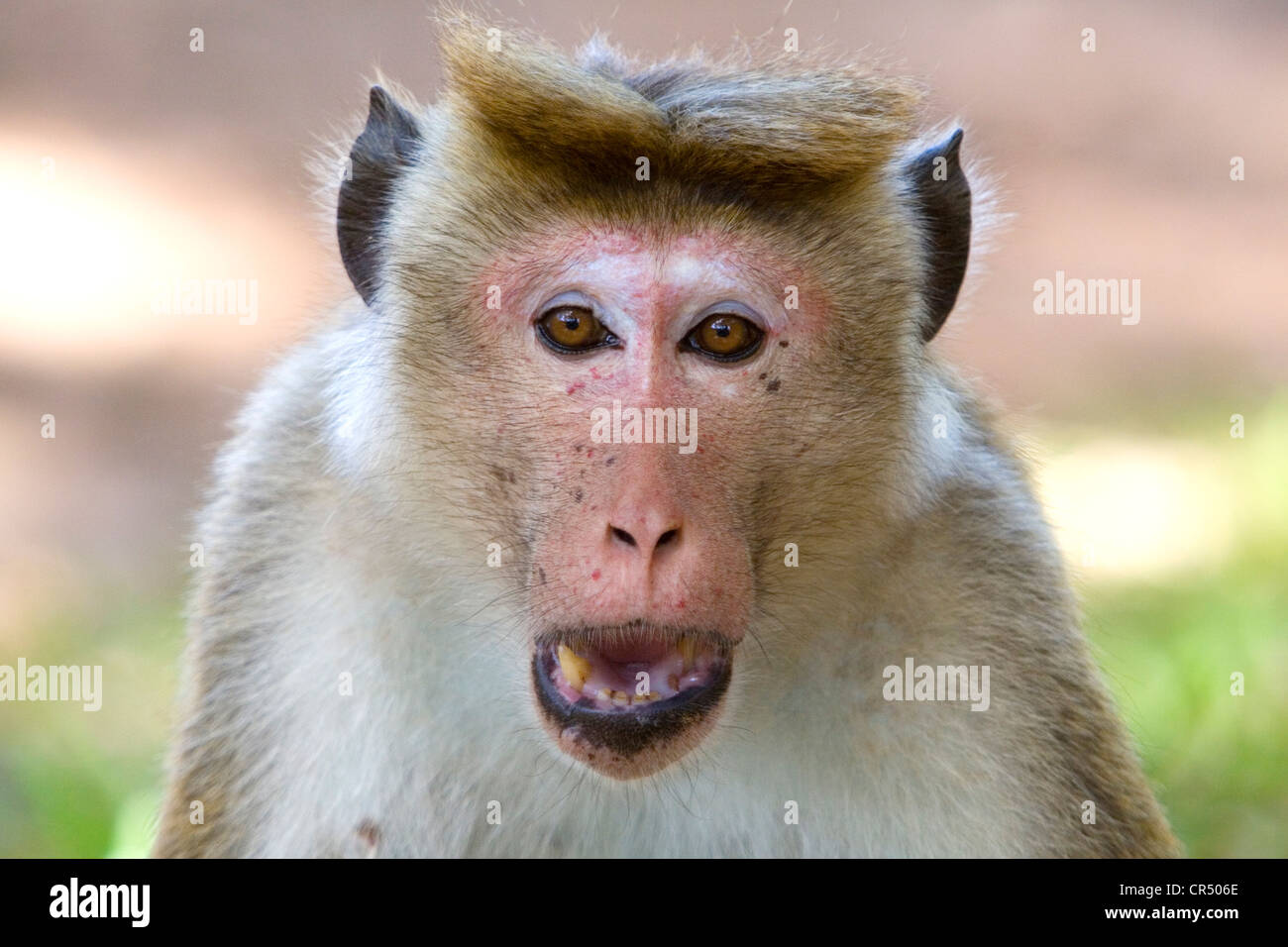 Male toque macaque monkey (macaca sinica), Yala West (Ruhuna) National Park, Sri Lanka Stock ...