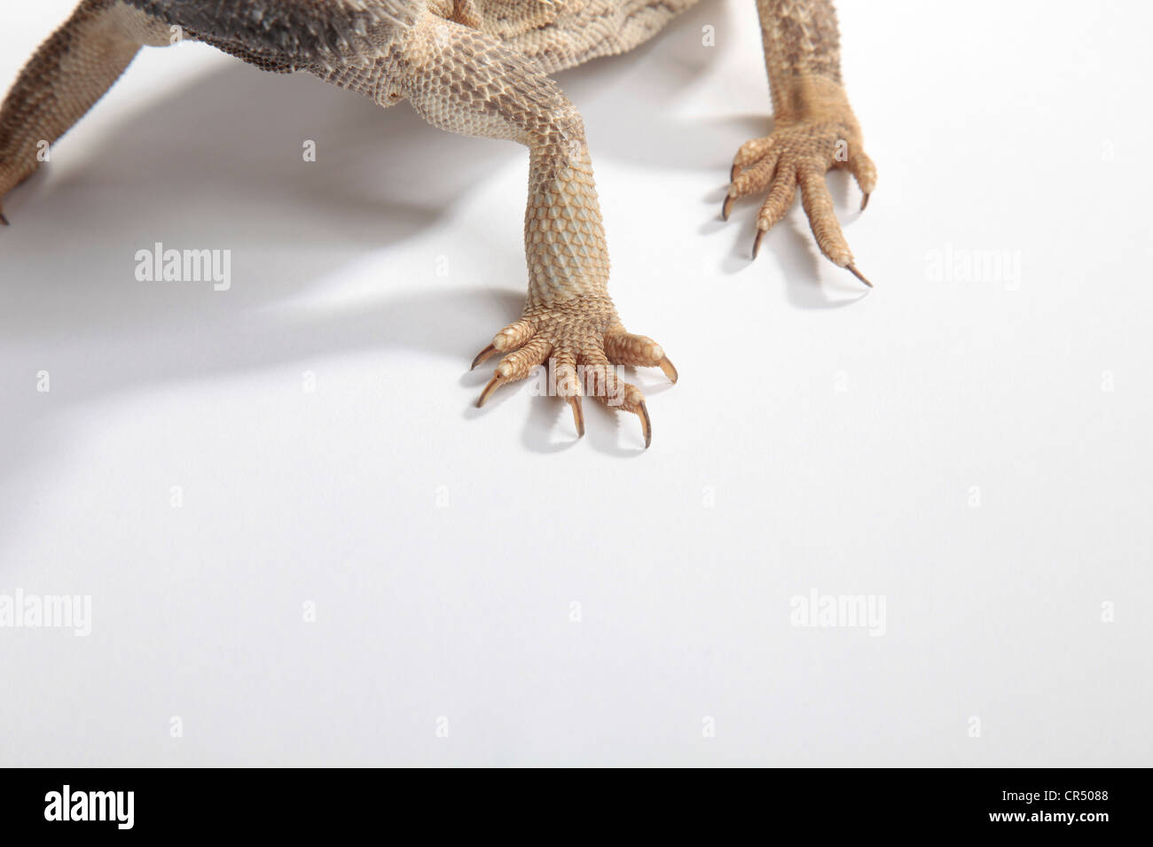 Dragon feet hi-res stock photography and images - Alamy