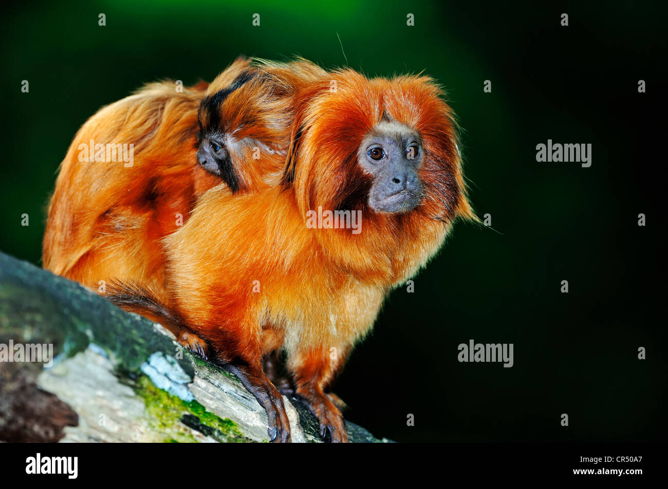 Golden lion tamarin female hi-res stock photography and images - Alamy