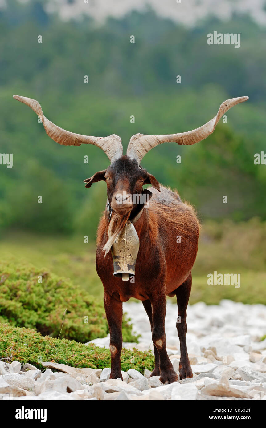 Rove Goat, billy goat, with a bell, Provence, Southern France, France ...