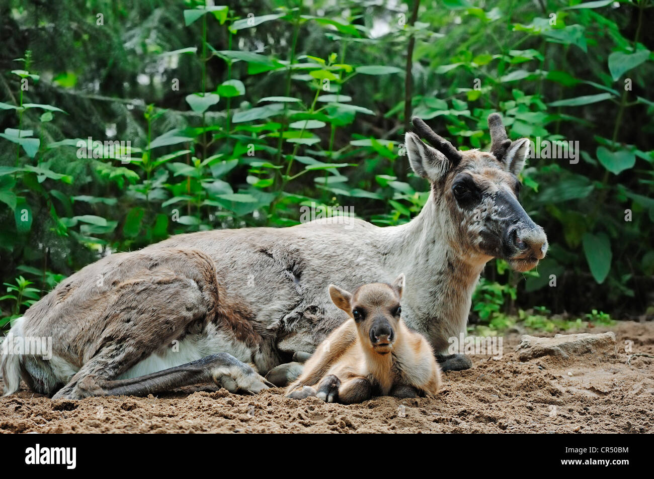 Finnish Forest Reindeer