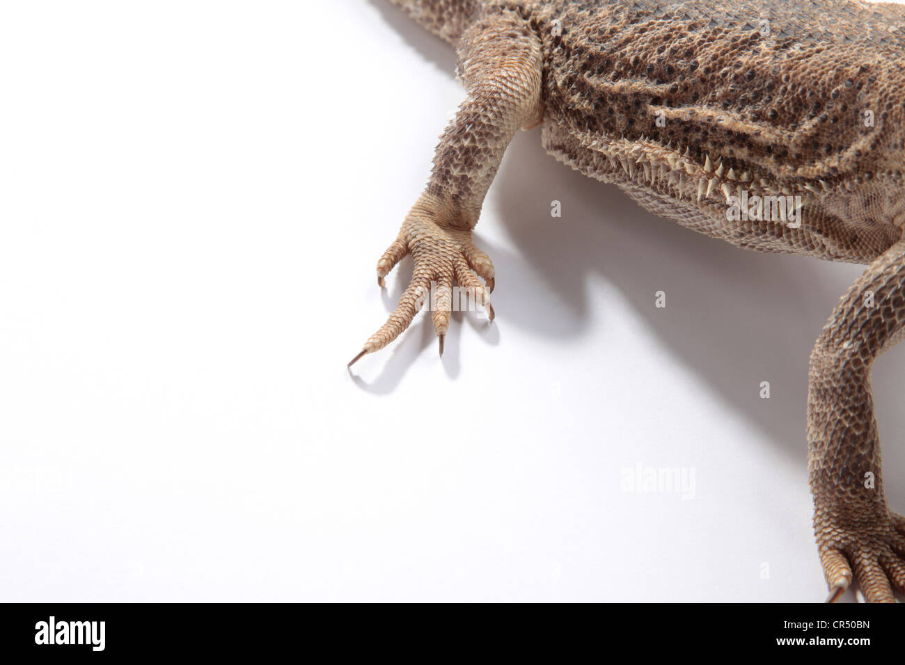 Dragon foot claws hi-res stock photography and images - Alamy