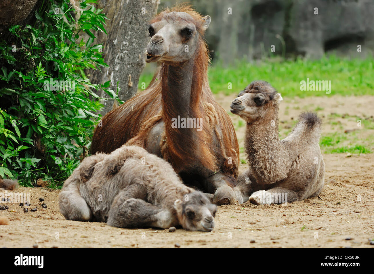 Bactrian Camel or Two-humped Camel (Camelus ferus bactrianus, Camelus ...