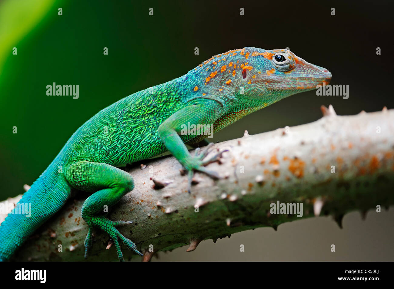 Leopard anole or Guadeloupean anole (Anolis marmoratus), male, South ...