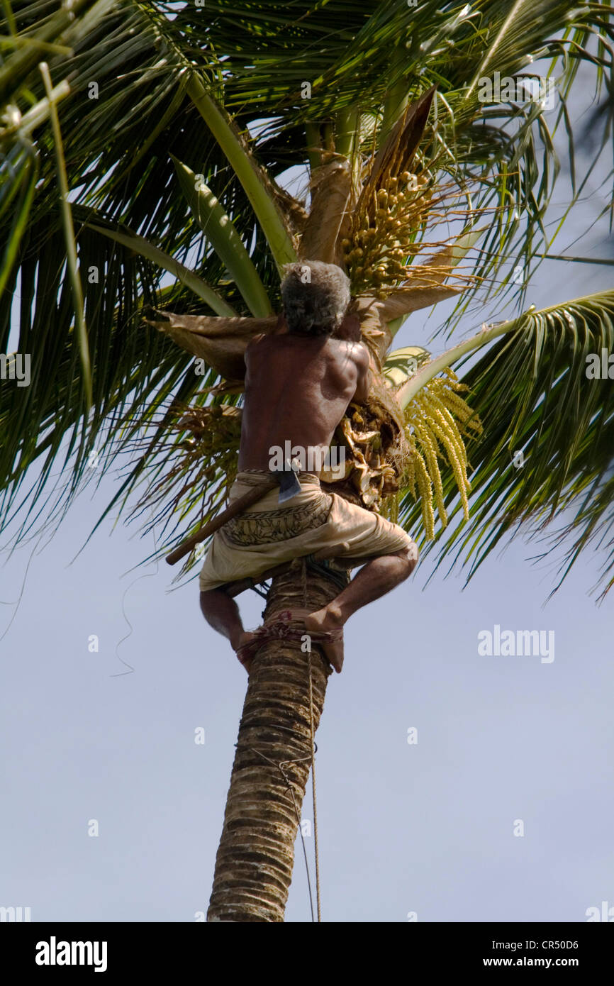 Coconut picker up a coconut palm tree, Mirissa, Sri Lanka Stock Photo ...