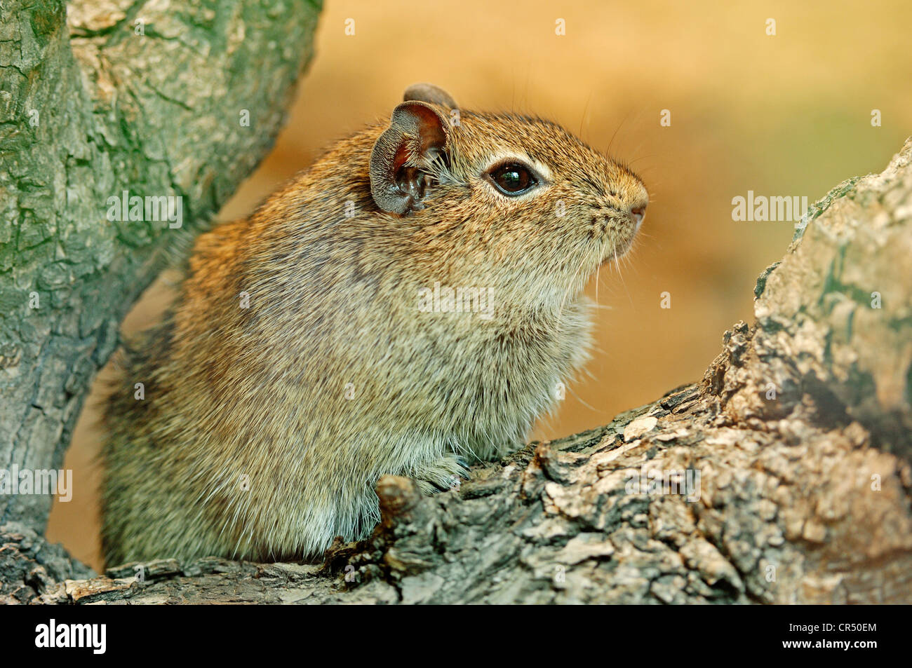 Yellow toothed cavy hi-res stock photography and images - Alamy