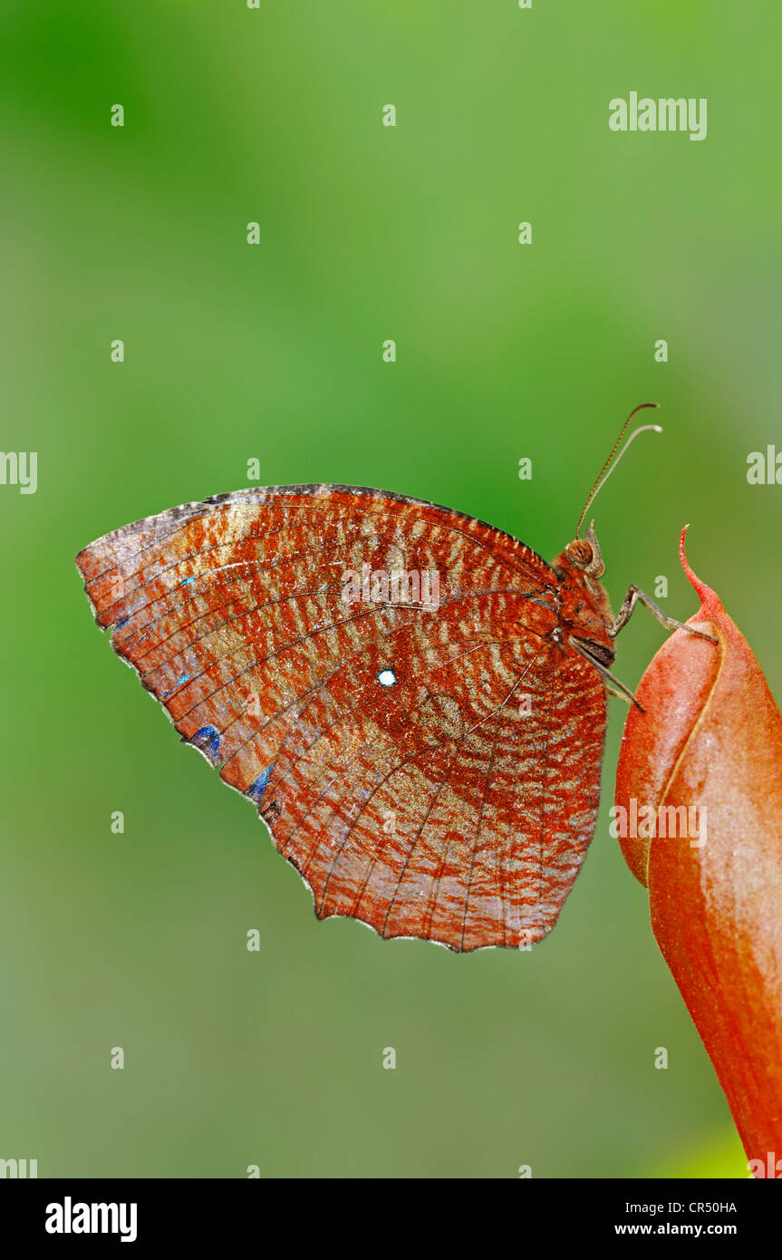 Asian moths hi-res stock photography and images - Alamy