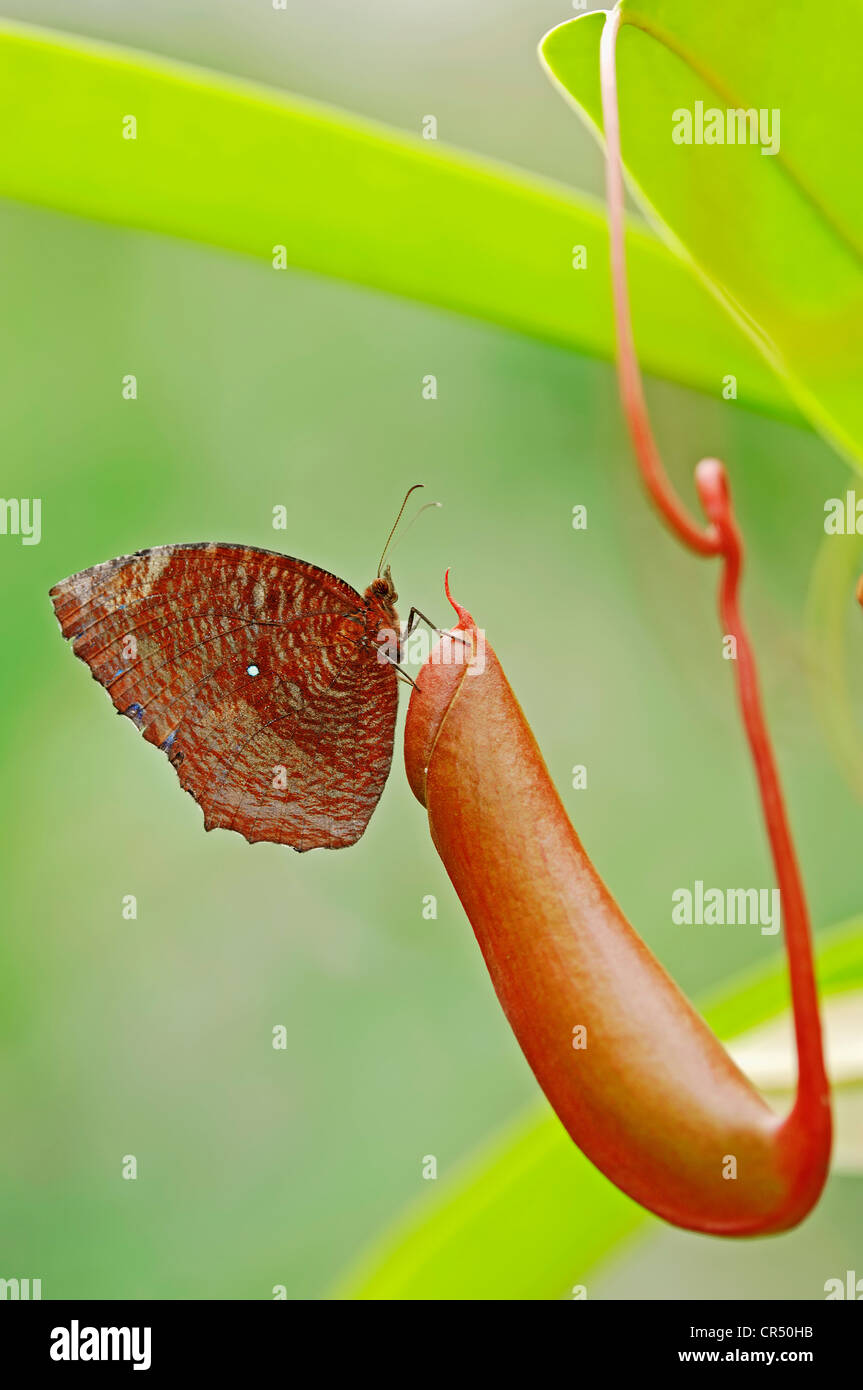 Common Palmfly (Elymnias hypermnestra), Asian species, captive, North ...