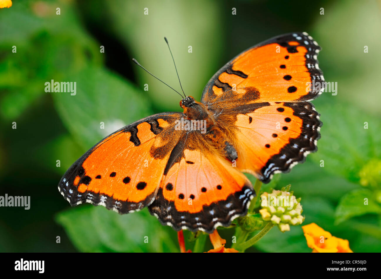 Gaudy Commodore (Precis octavia), South American species, captive ...