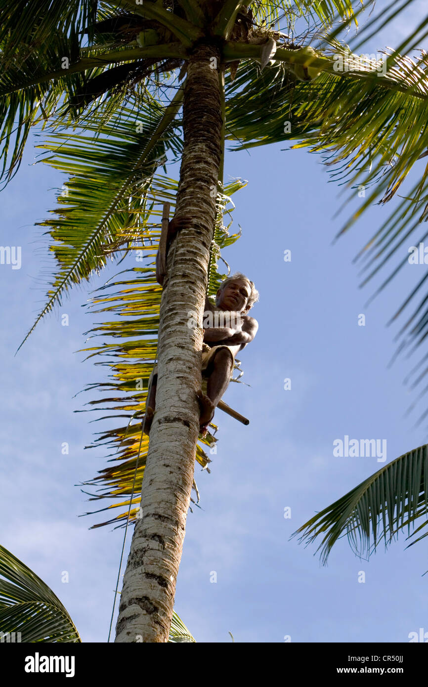 Coconut tree climb hi-res stock photography and images - Alamy