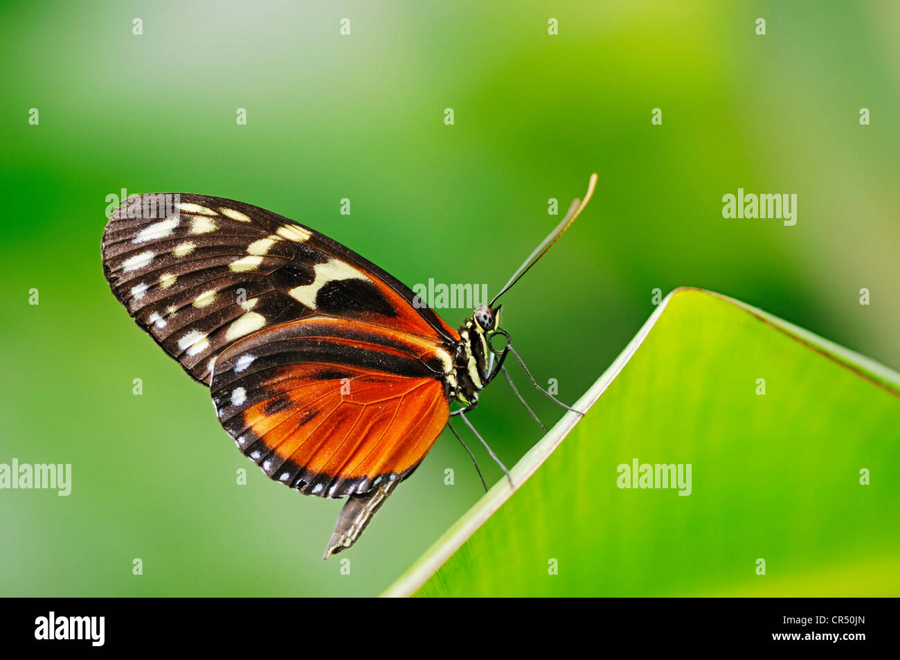 Tiger Longwing or Golden Helicon (Heliconius hecale), South American ...