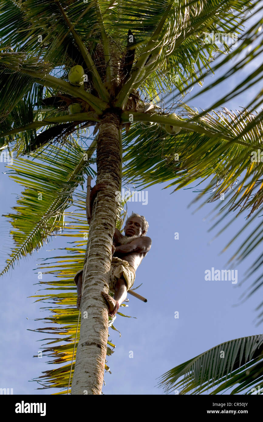 Coconut picker up a coconut palm tree, Mirissa, Sri Lanka Stock Photo ...
