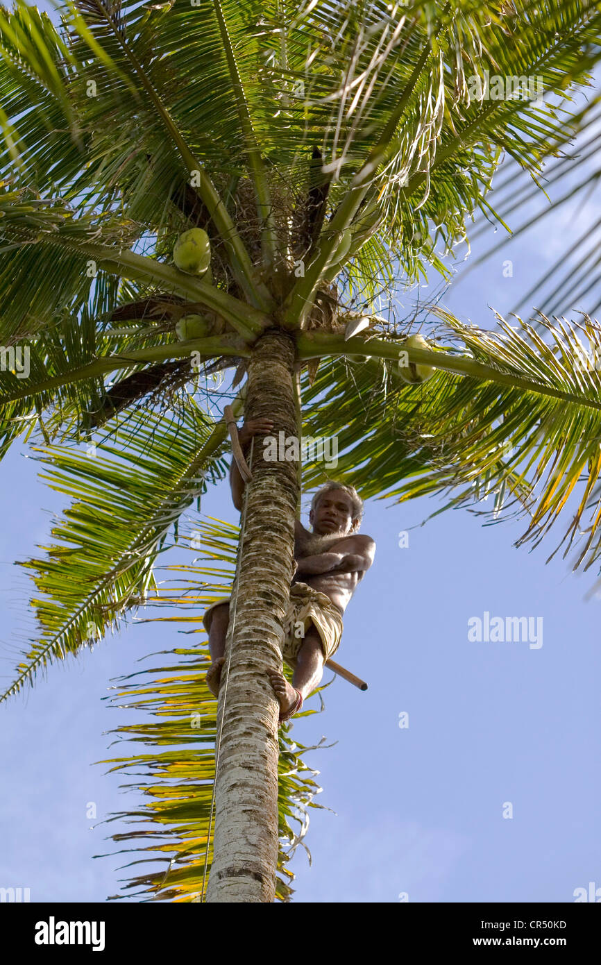Coconut picker up a coconut palm tree, Mirissa, Sri Lanka Stock Photo ...
