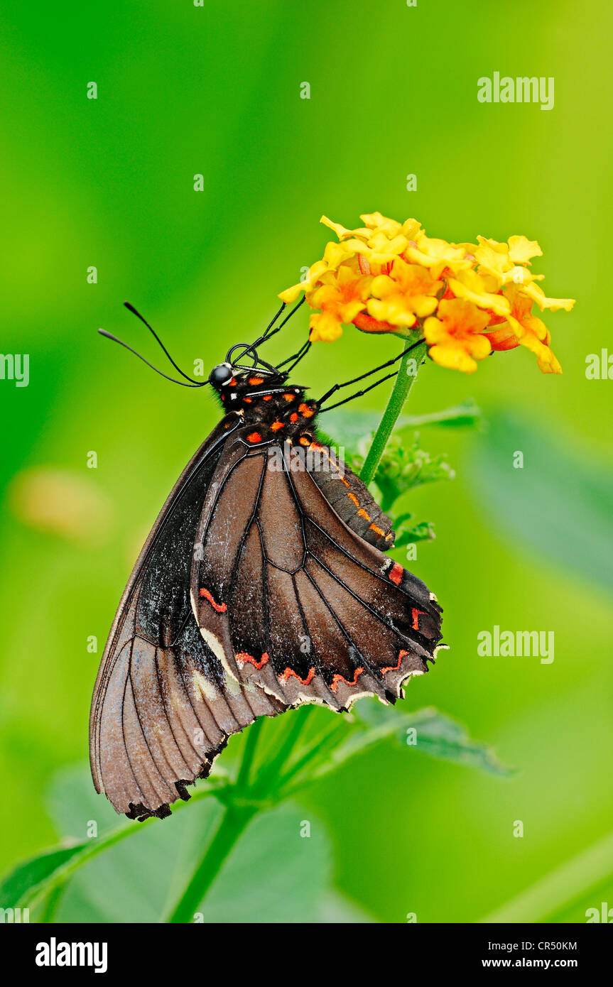 Gold Rim Swallowtail or Polydamas Swallowtail (Battus polydamas), South ...