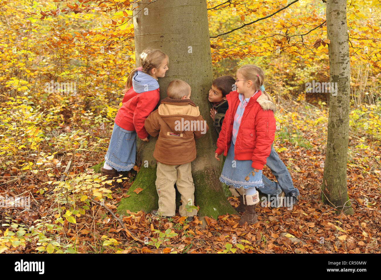 Children, between 4 and 7 years, playing at a tree in the autumn forest ...