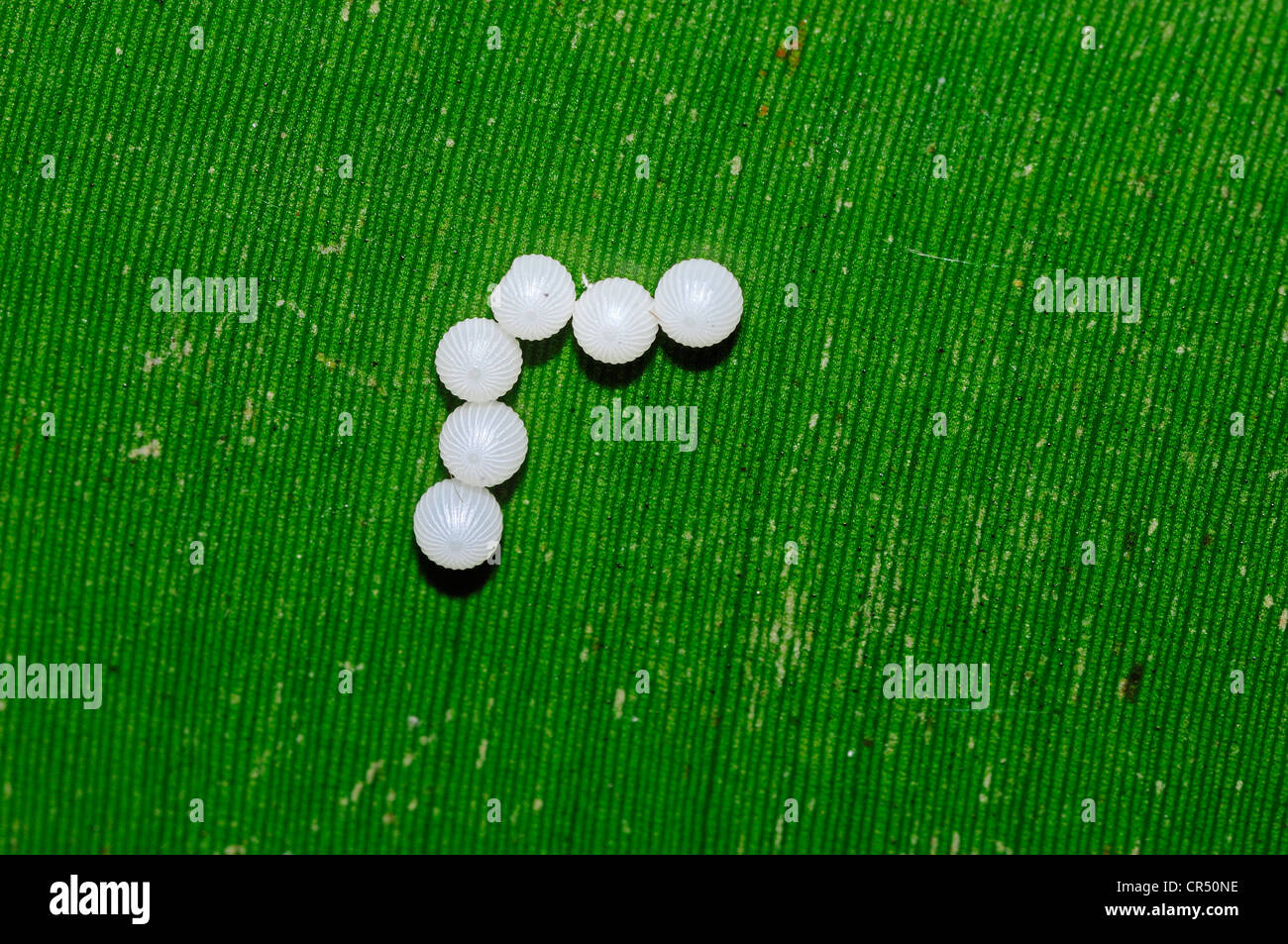 Idomeneus giant owl hi-res stock photography and images - Alamy