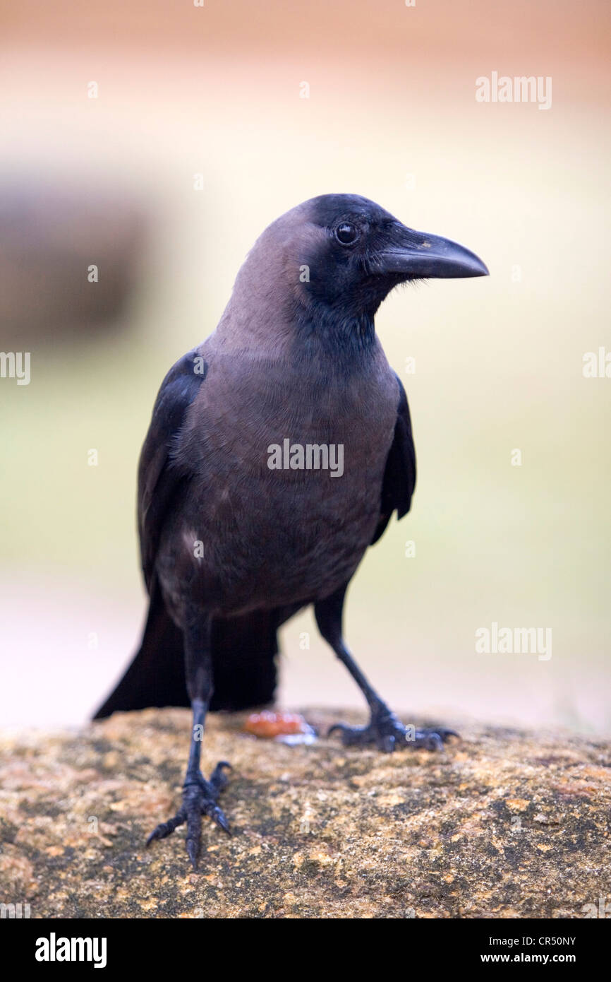 Crows In India
