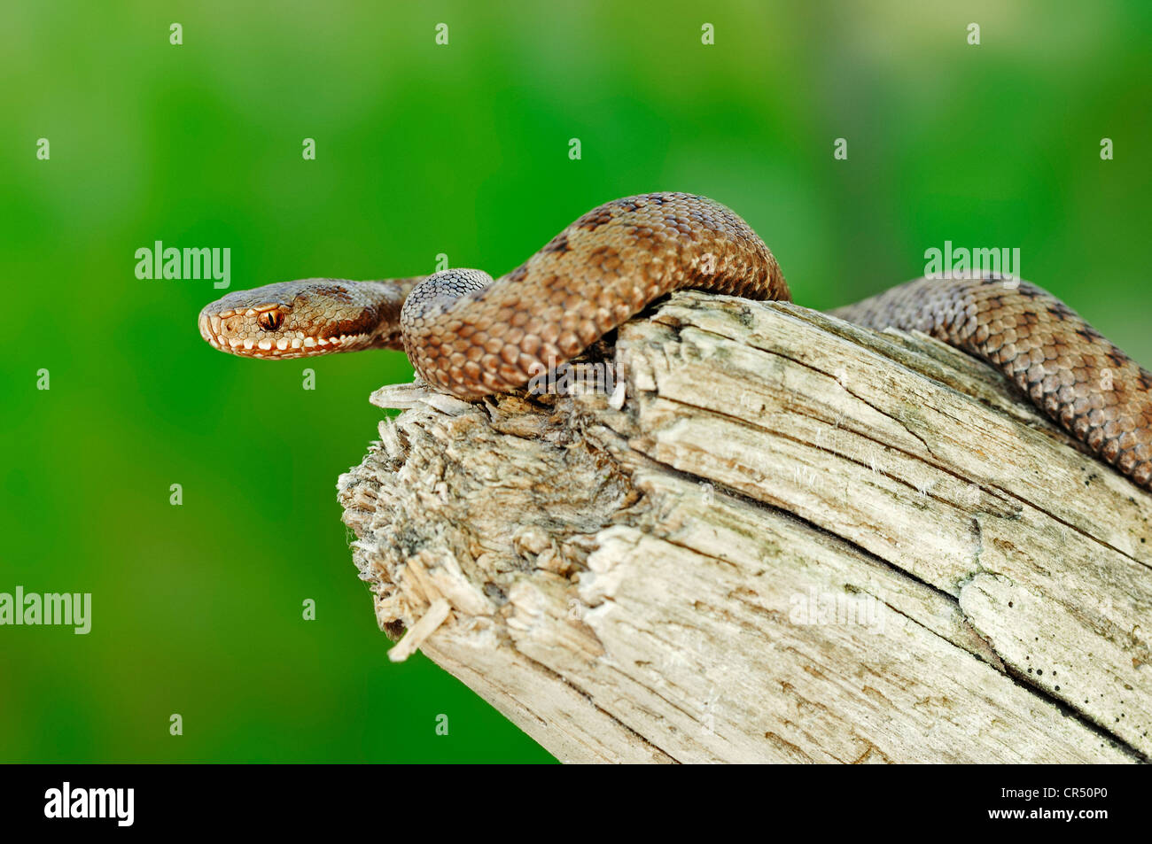 Common European Adder or Viper (Vipera berus), Berchtesgaden National ...