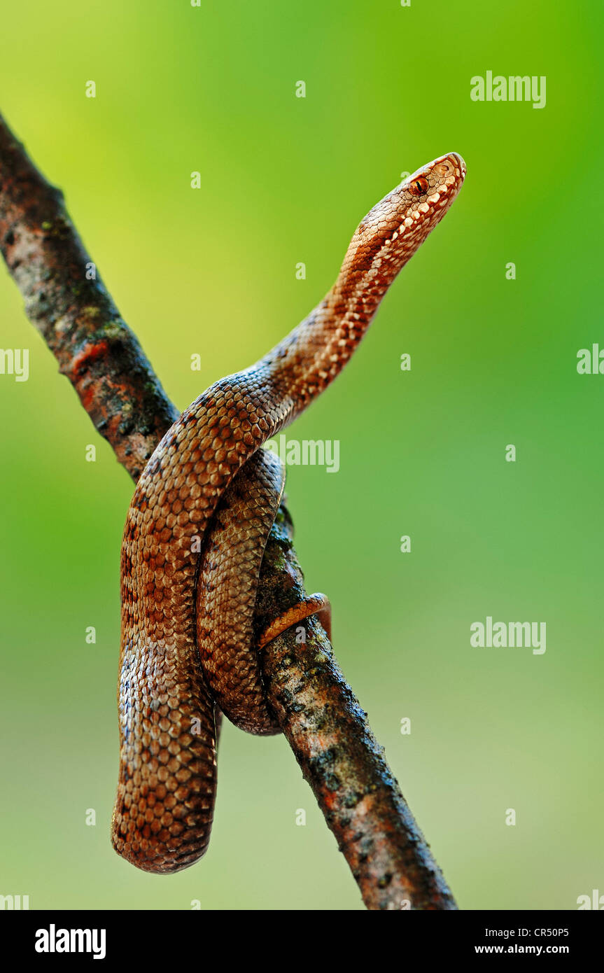 Common European Adder or Viper (Vipera berus), Berchtesgaden National ...