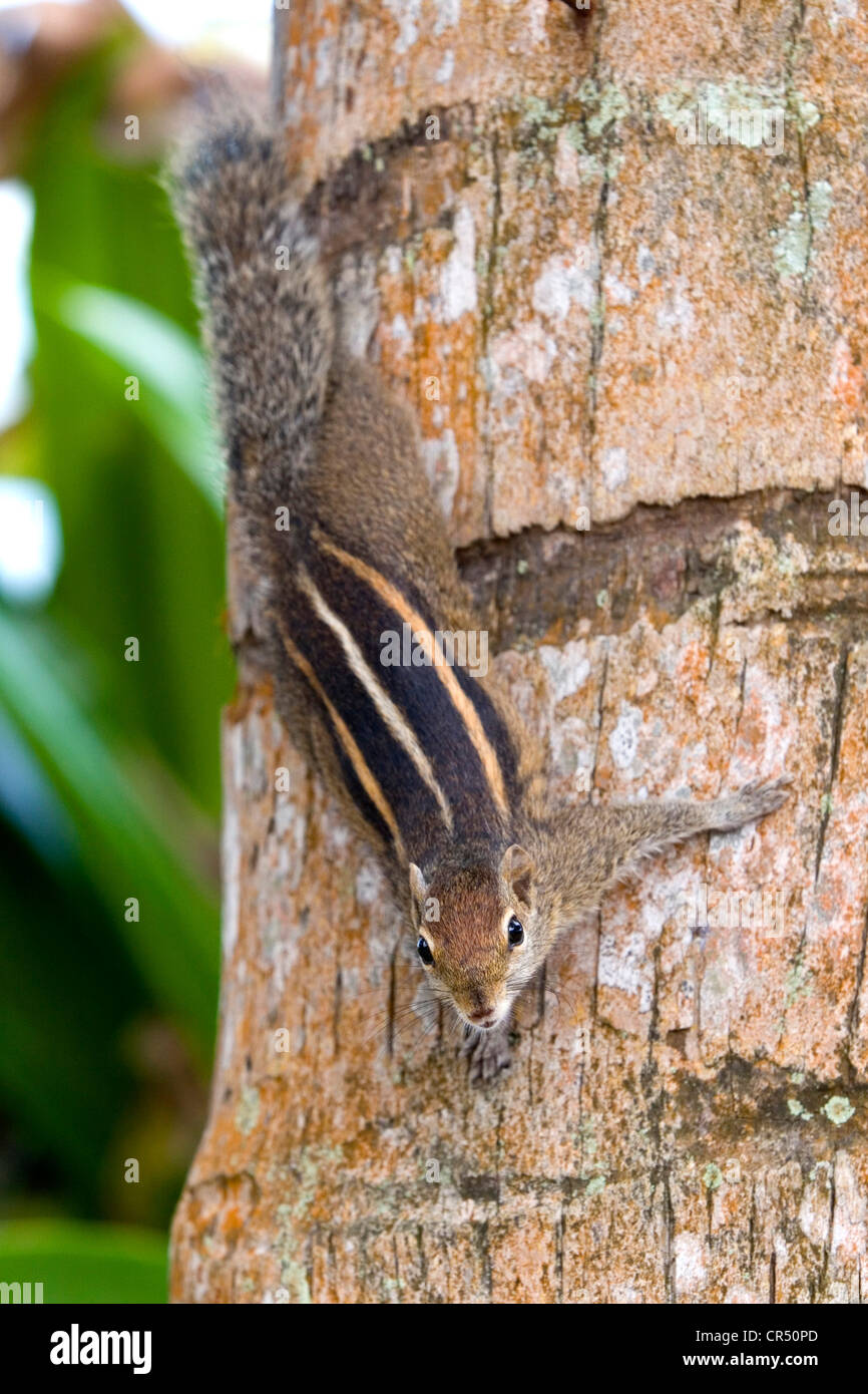 Five-striped palm squirrel (funambulus pennantii) on a coconut palm ...