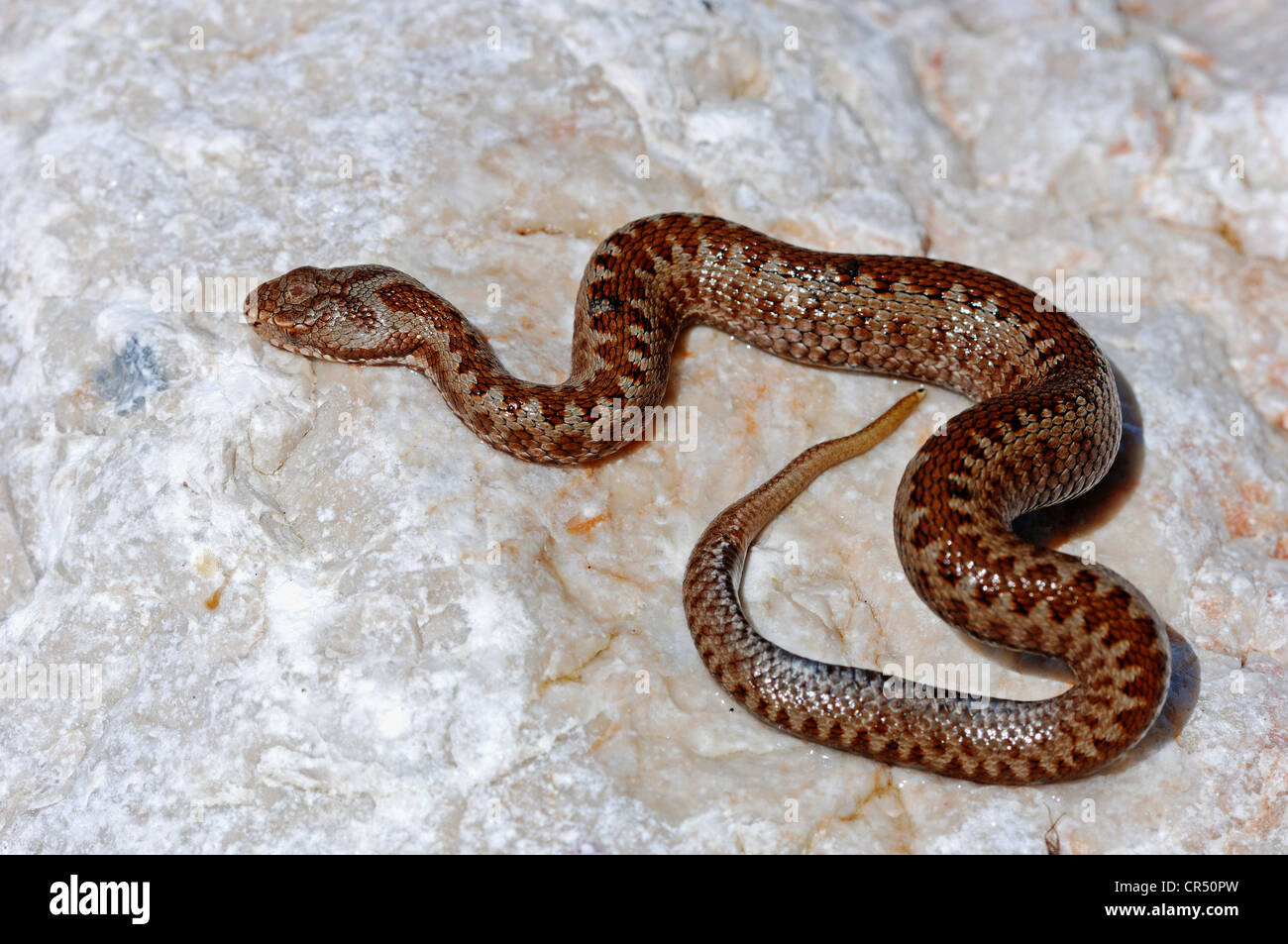 Common European Adder or Viper (Vipera berus), Berchtesgaden National ...