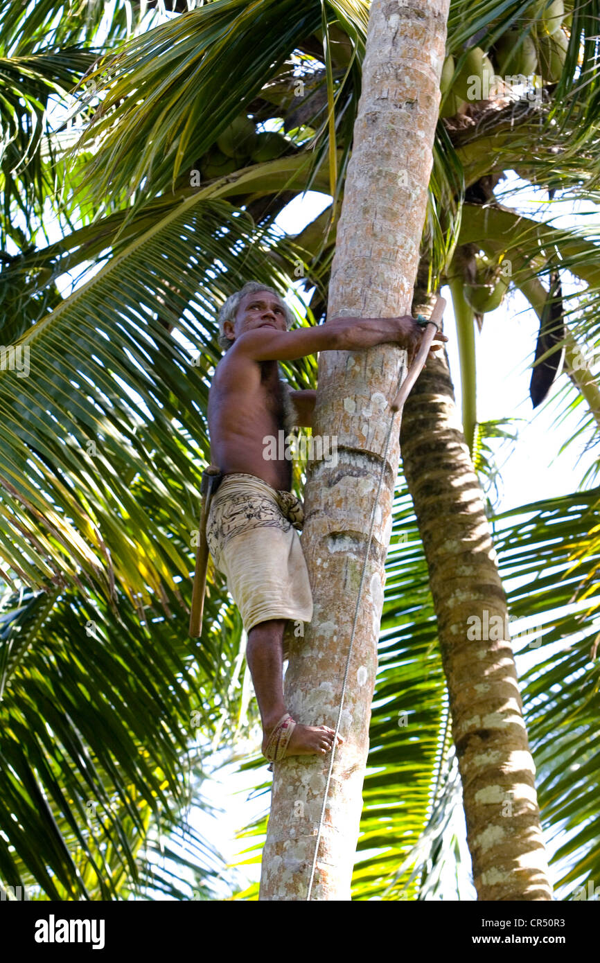 Coconut picker up a coconut palm tree, Mirissa, Sri Lanka Stock Photo ...