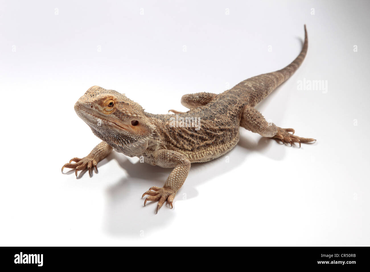 Dragon feet hi-res stock photography and images - Alamy