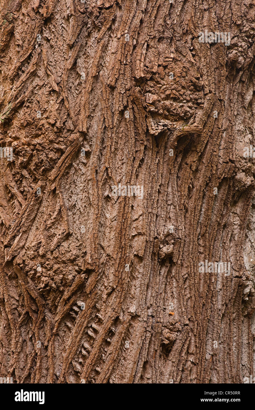 Wood bark texture Stock Photo - Alamy