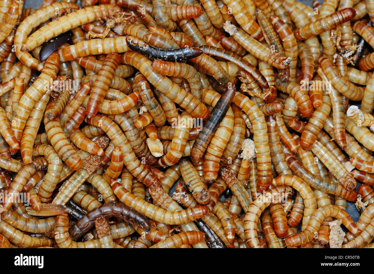 Tenebrio Molitor Stock Photos & Tenebrio Molitor Stock Images - Alamy