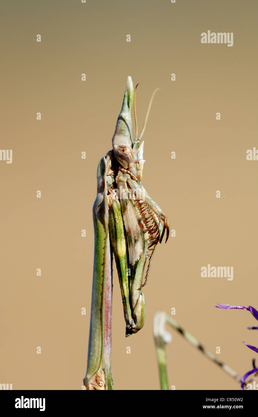 Cone-head Mantis or Mantis Palo (Empusa pennata), Provence, Southern ...