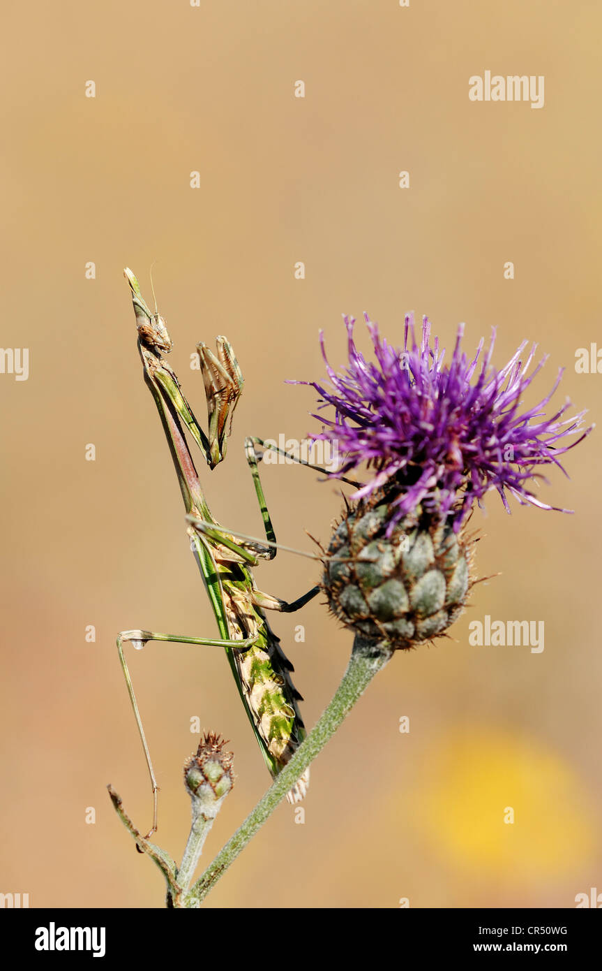 Empusa mantis hi-res stock photography and images - Alamy