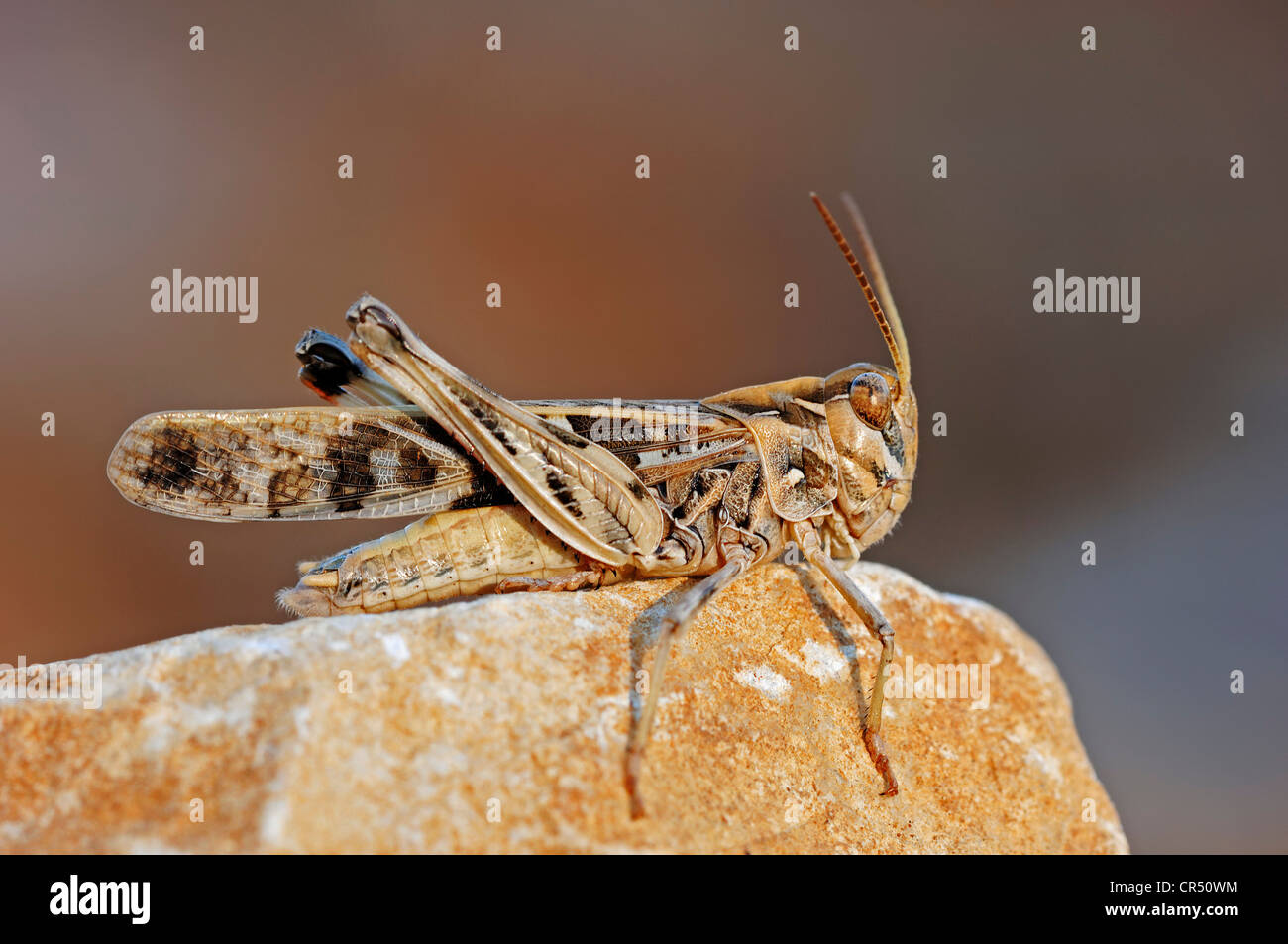 Blue-winged Grasshopper or Red Sand Grashopper (Sphingonotus caerulans ...