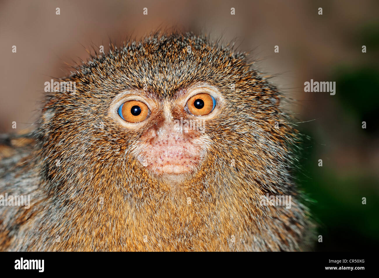 Pygmy Marmoset (Cebuella pygmaea, Callithrix pygmaea), portrait, South ...