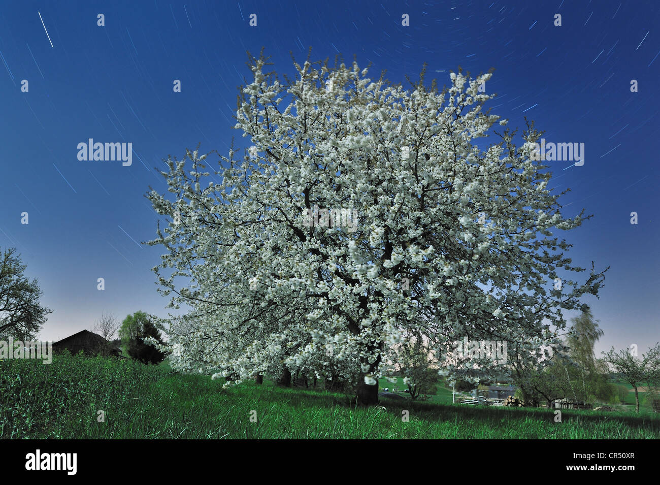 Flowering Wild cherry, Sweet cherry or Gean (Prunus avium) in spring ...