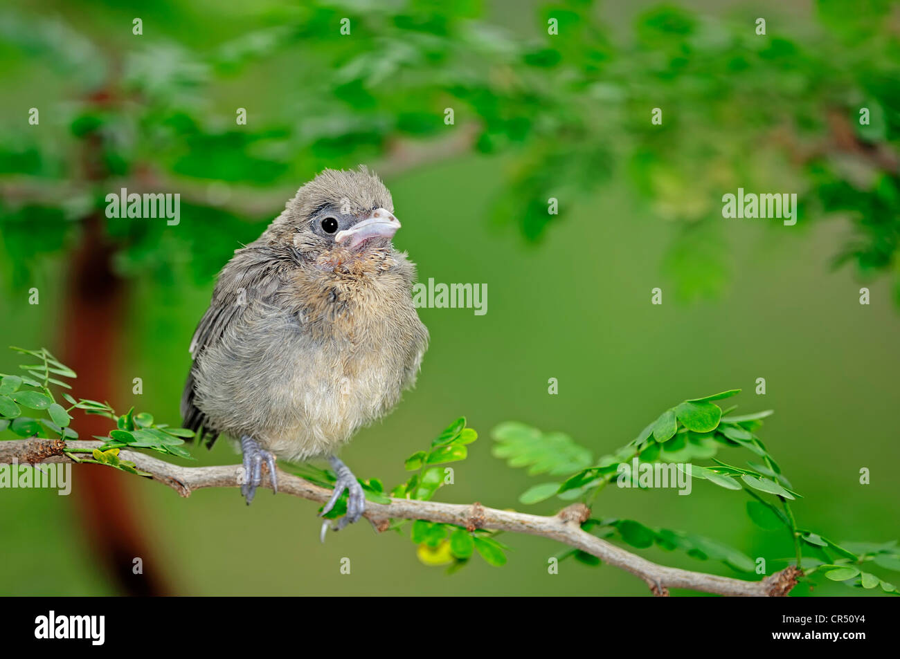 Pyrrhuloxia or Desert Cardinal (Cardinalis sinuatus, Pyrrhuloxia ...