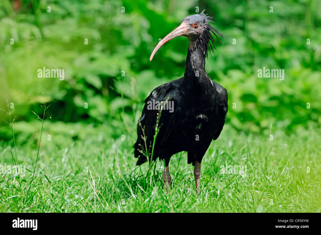 Northern Bald Ibis, Hermit Ibis or Waldrapp (Geronticus eremita ...
