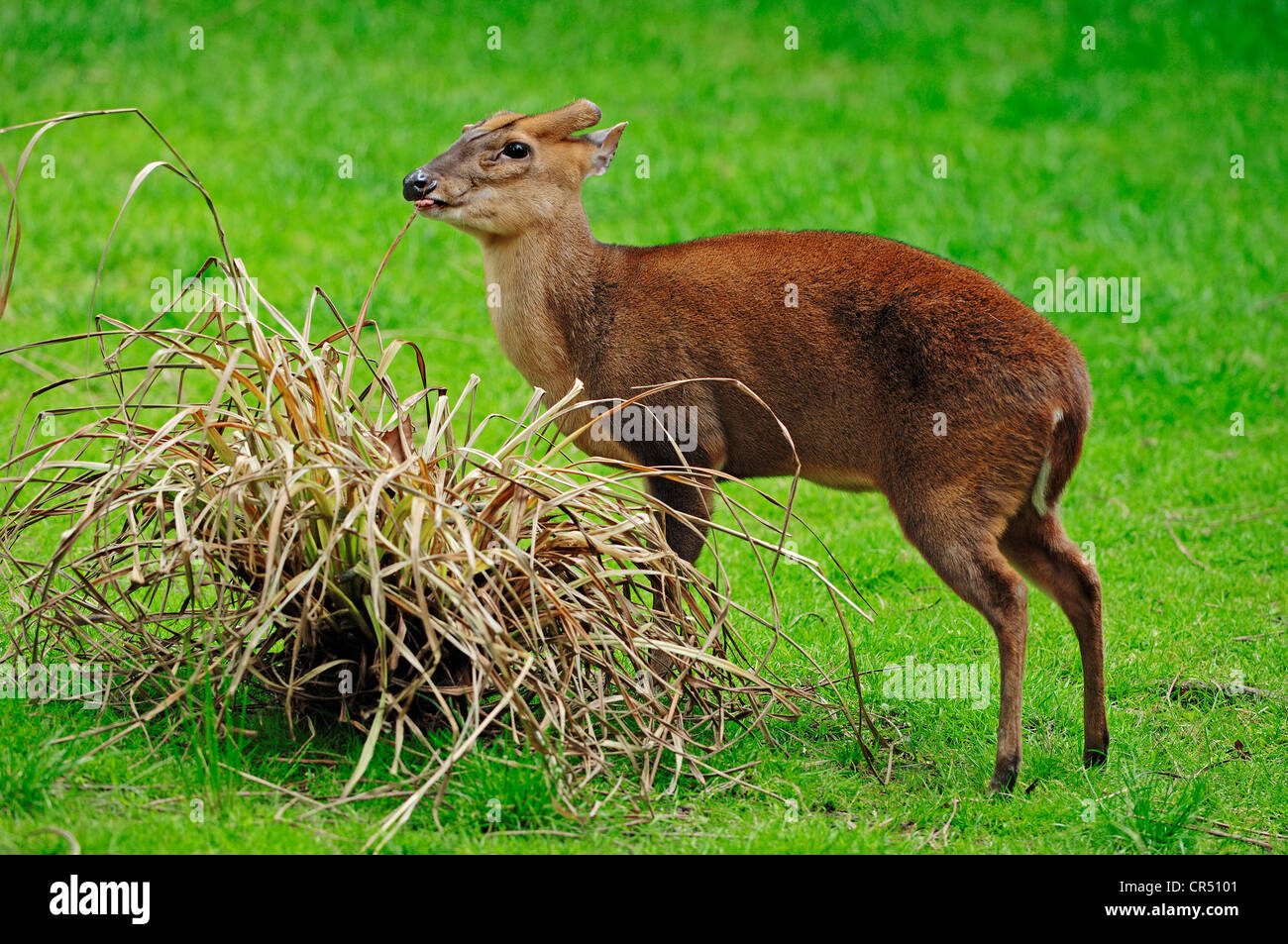 Chinese Muntjak, Reeves' or Reeve's Muntjak (Muntiacus muntjak reevesi ...