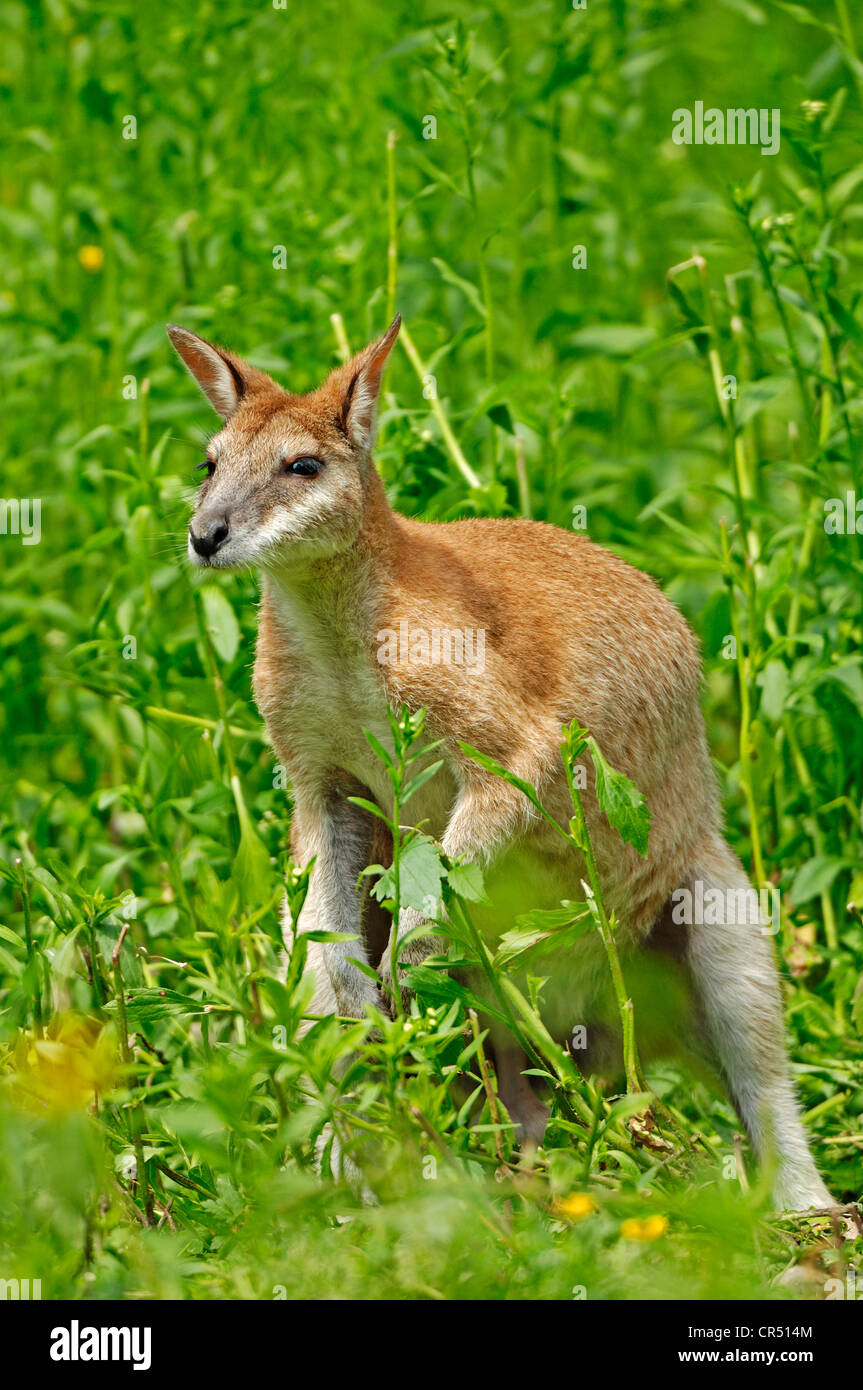 Agile Wallaby or Sandy Wallaby (Macropus agilis, Wallabia agilis ...