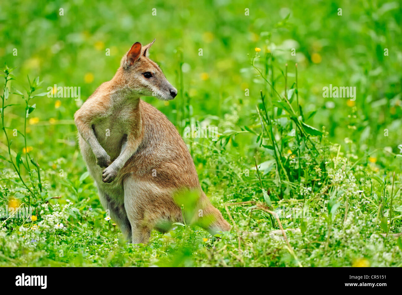 Agile Wallaby or Sandy Wallaby (Macropus agilis, Wallabia agilis ...