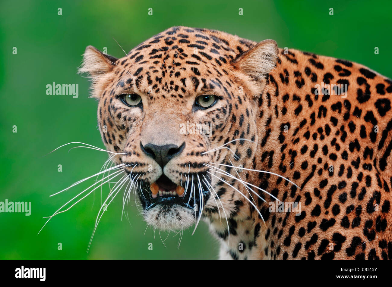 Sri Lankan Leopard (Panthera pardus kotiya), portrait, hissing, Asian ...