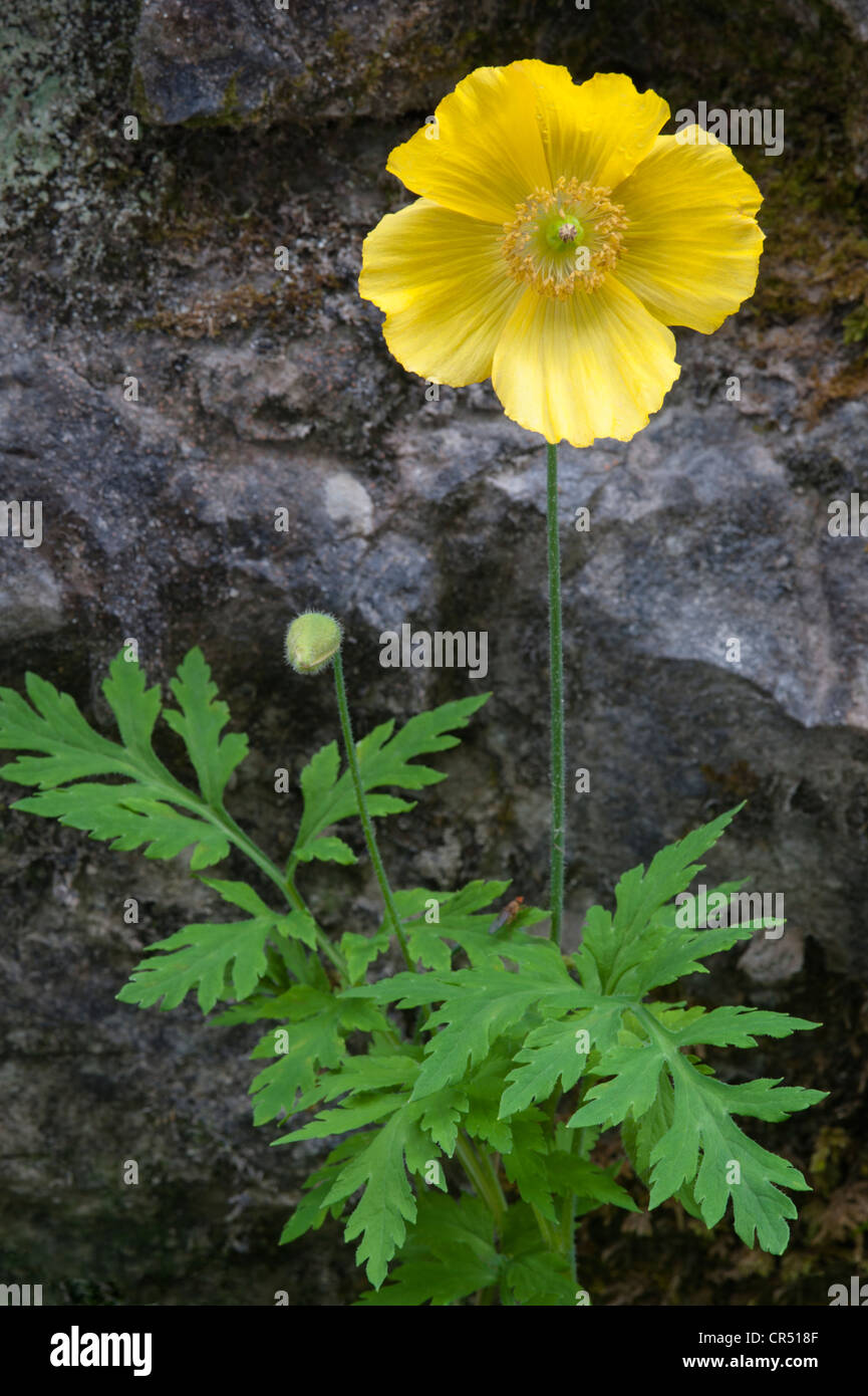 Welsh poppy (Meconopsis cambrica) grows in damp, shady and rocky scarp ...