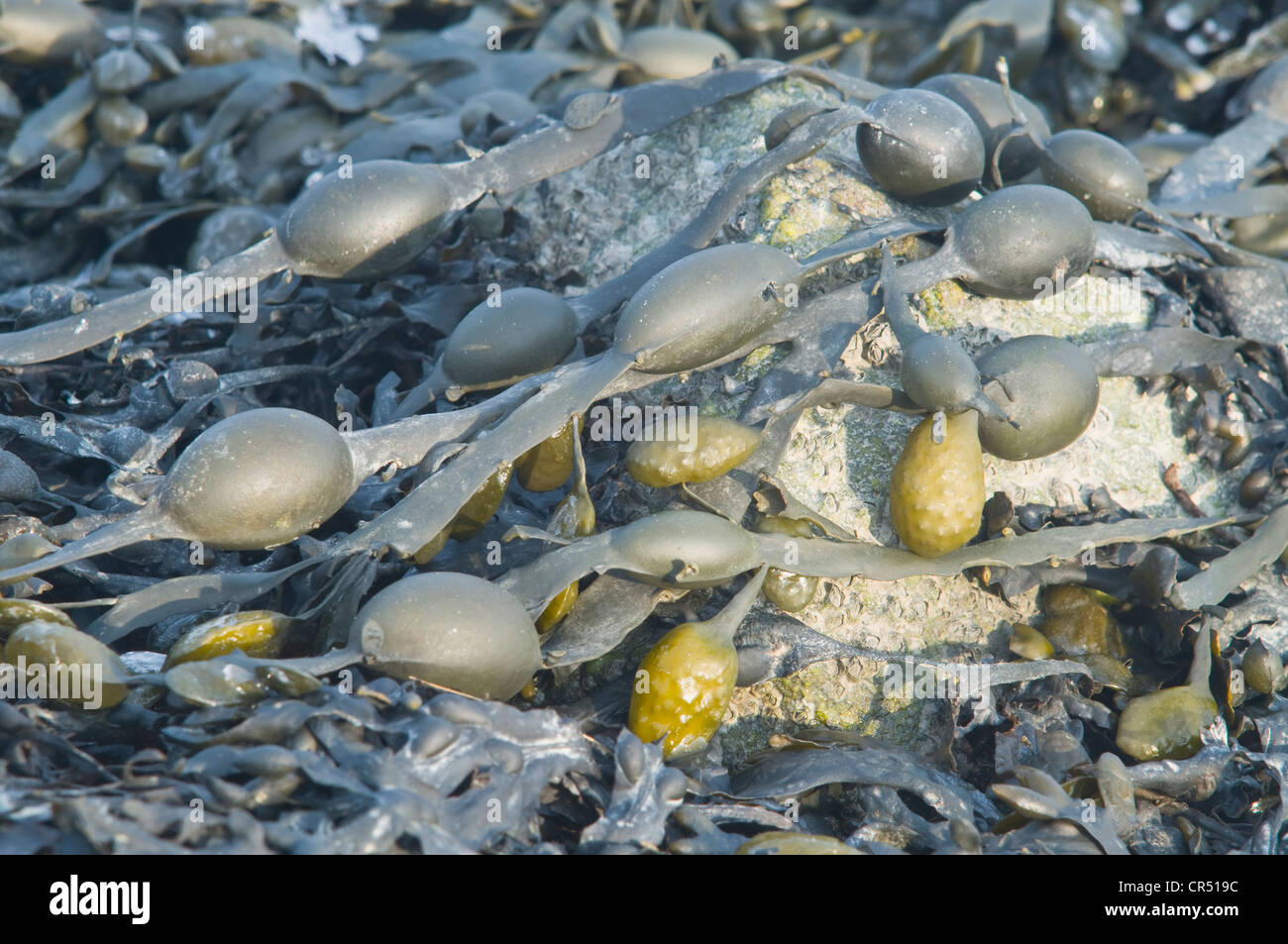 Fucus hi-res stock photography and images - Alamy