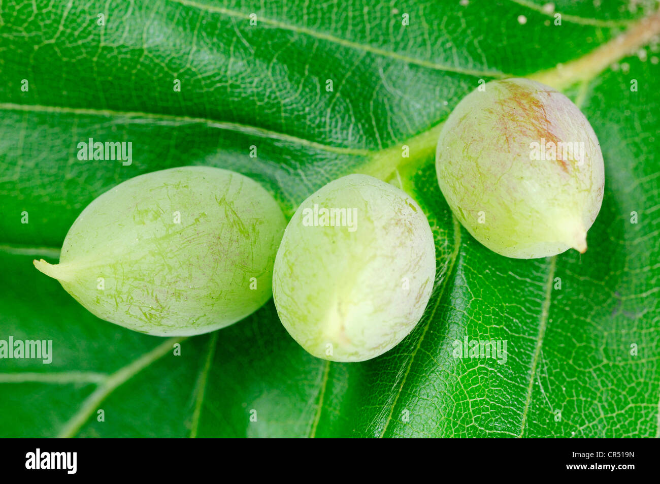 Beech gallwasp mikiola fagi galls hi-res stock photography and images ...