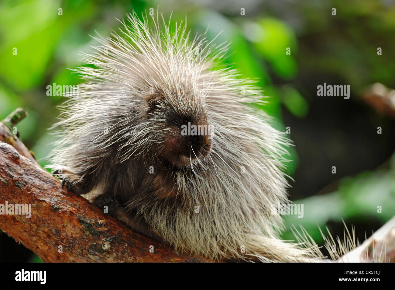 North American Porcupine, Canadian Porcupine or Common Porcupine ...