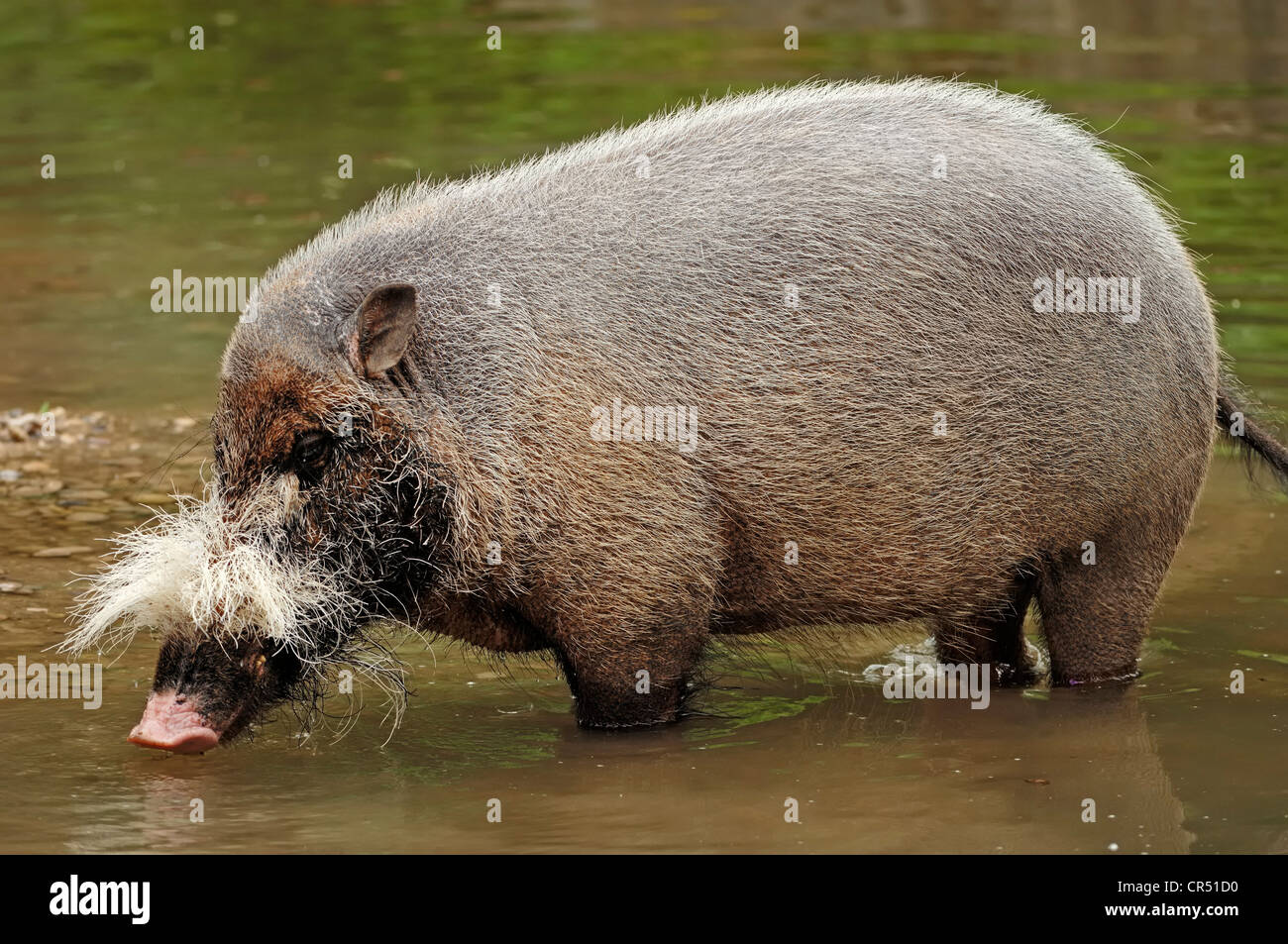 Bearded Pig or Bornean Bearded Pig (Sus barbatus), Asian species ...