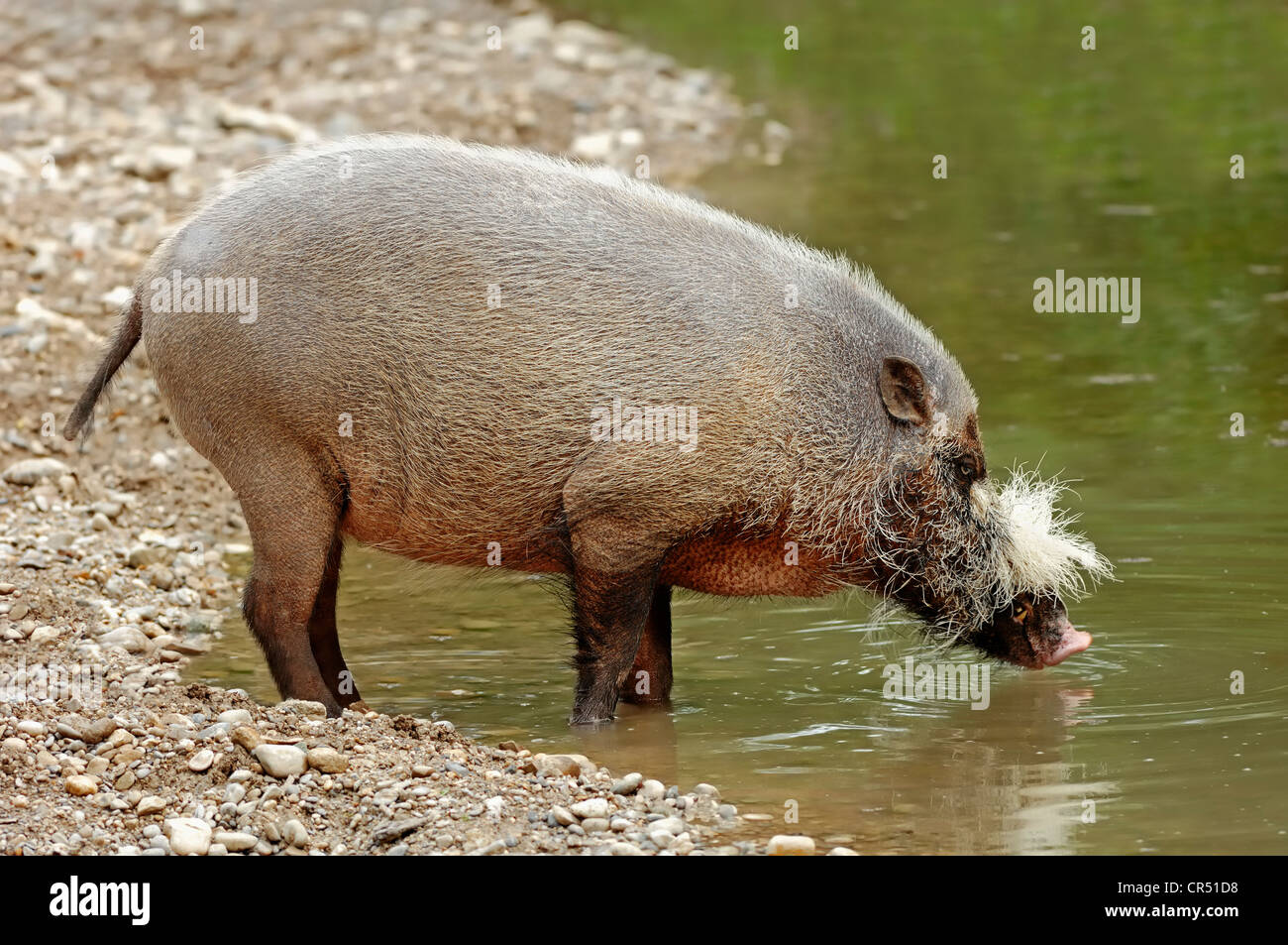Bearded Pig or Bornean Bearded Pig (Sus barbatus), Asian species ...