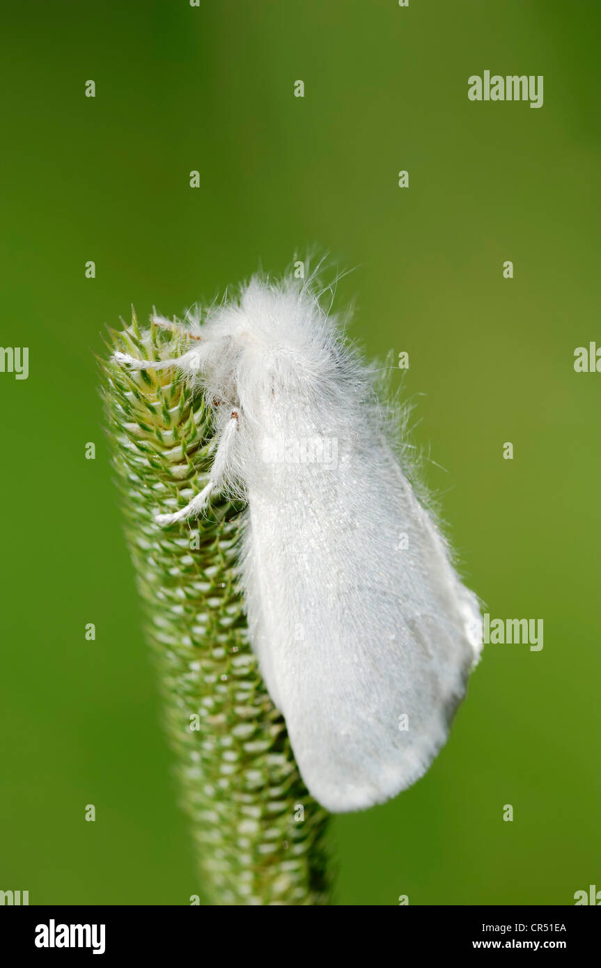 Goldtail moth euproctis similis hi-res stock photography and images - Alamy