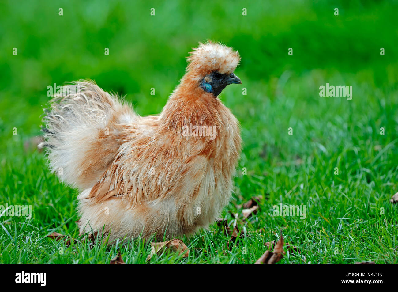 Silkie hens hi-res stock photography and images - Alamy