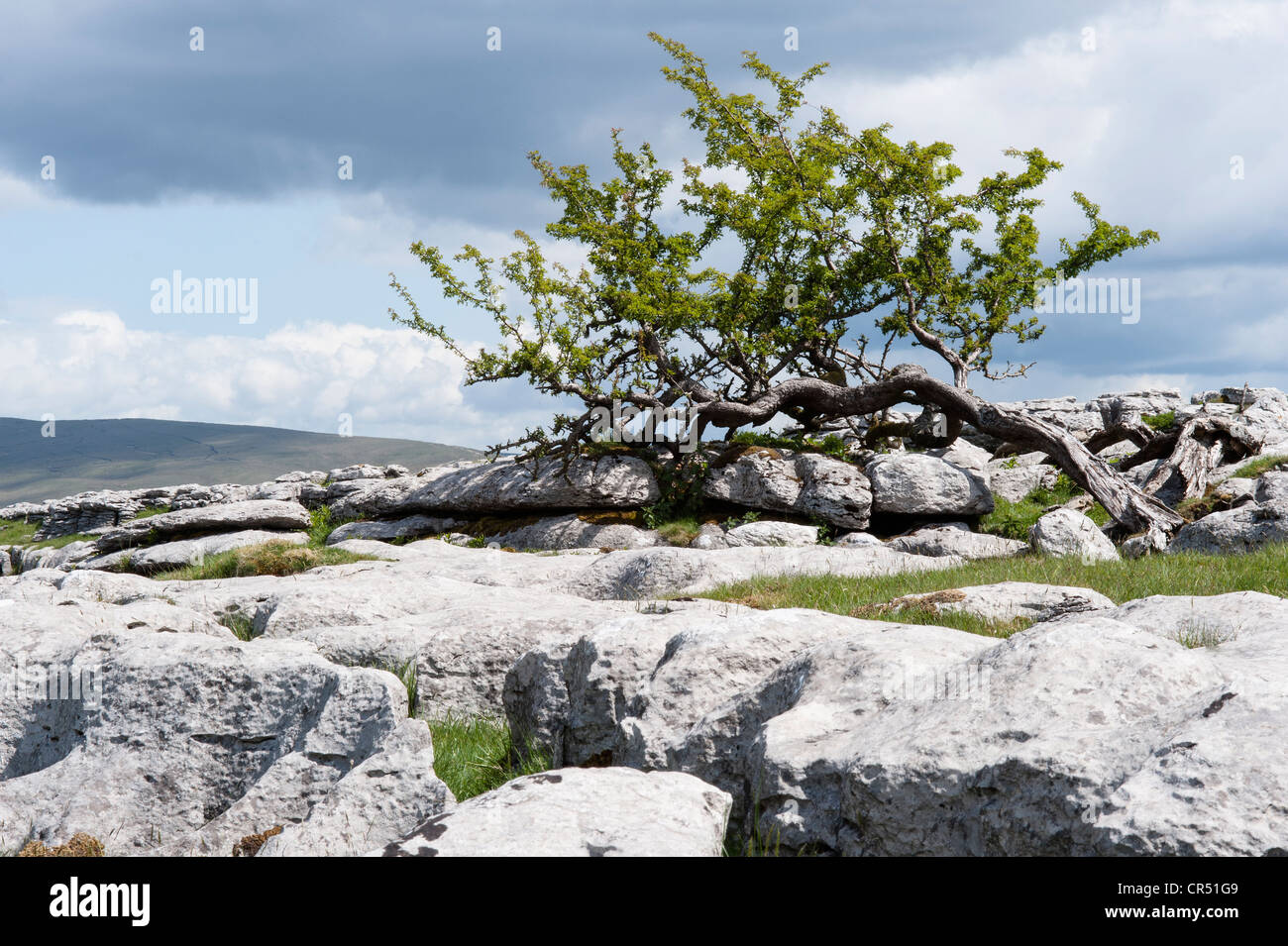 Limestone pavement with tree Ingleborough National Nature Reserve North ...