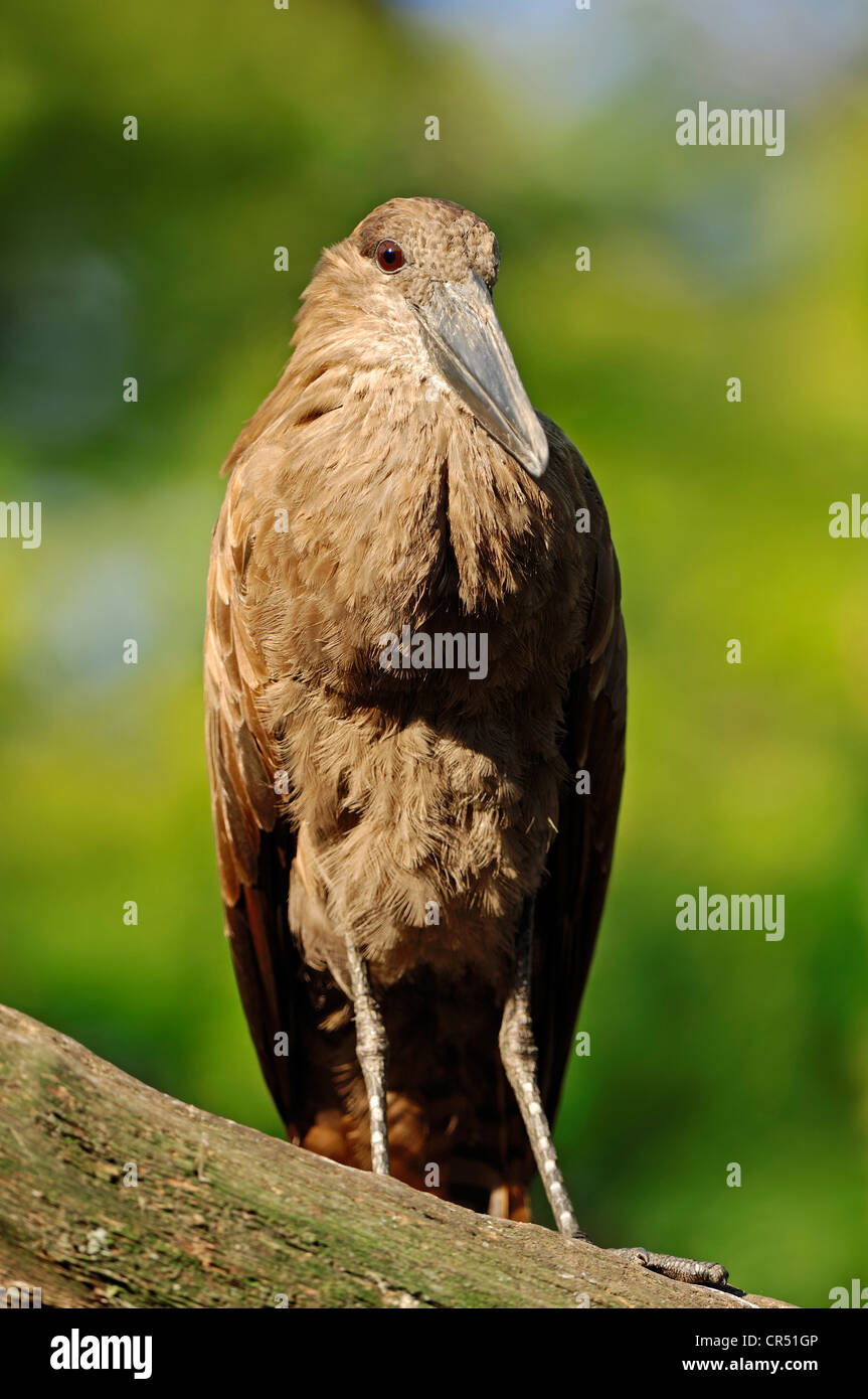 Hammercop, Hammerkop, Hammerhead Stork (Scopus umbretta), captive ...